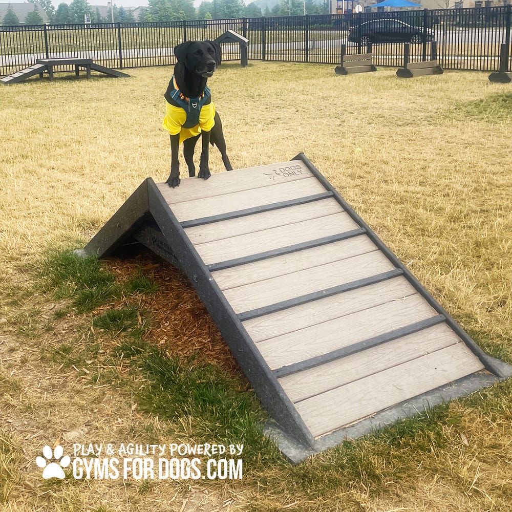 Dog Park Hill Climb Equipment Blue | Gyms For Dogs