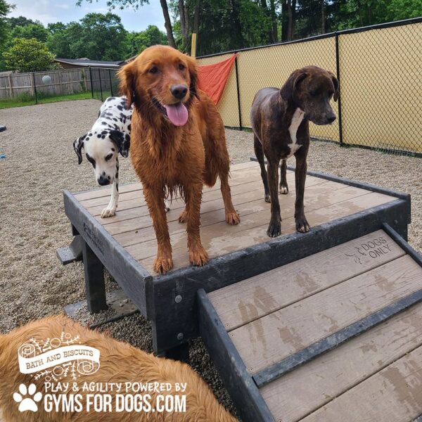 Dog Agility Equipment | Playgrounds For Dogs | Bridge Climb (L/X) – 30 ...